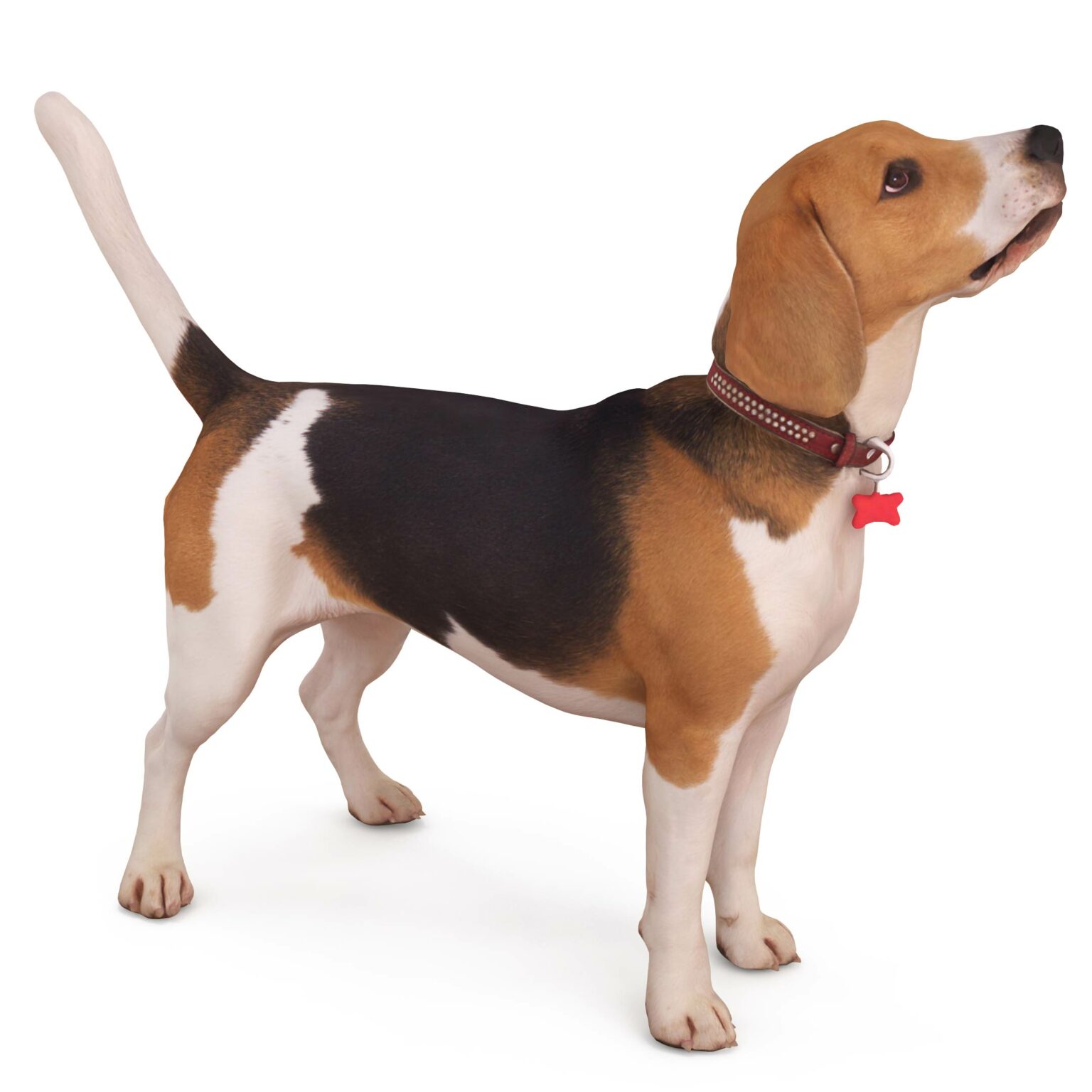 Beagle 3d dog collection 3d models - by Renderbot LLC