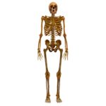 Skeletal system 3D Model - by Renderbot LLC