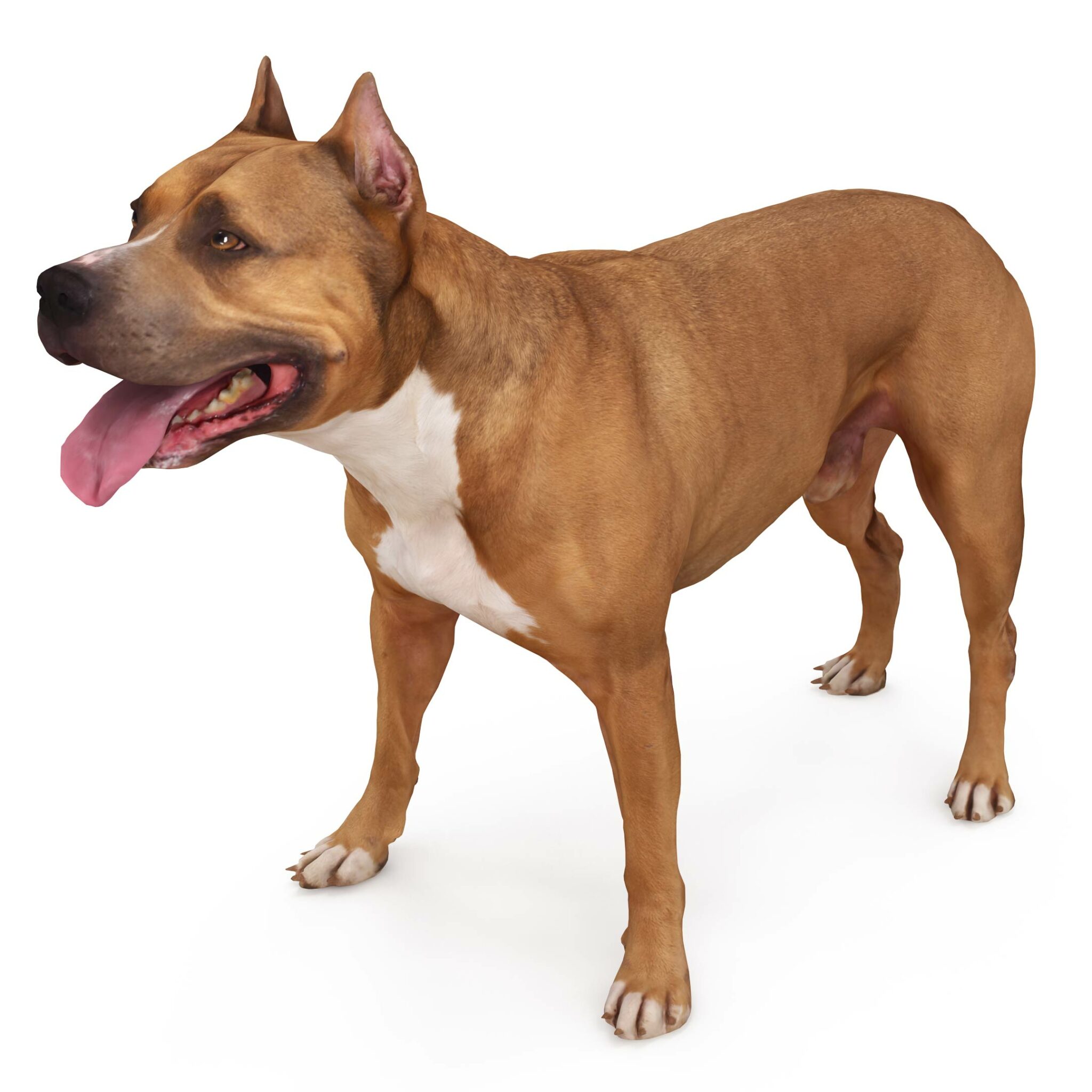 Staffordshire terrier sitting 3D Model - by Renderbot LLC