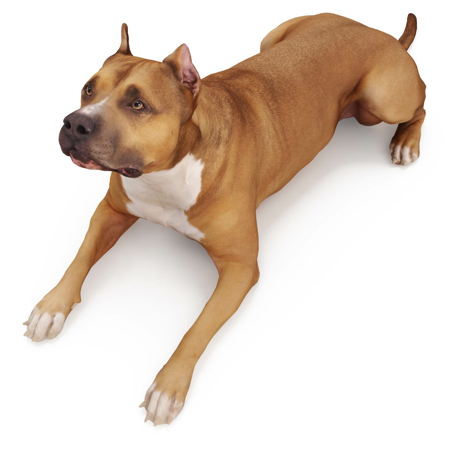 Staffordshire terrier sitting 3D Model - by Renderbot LLC
