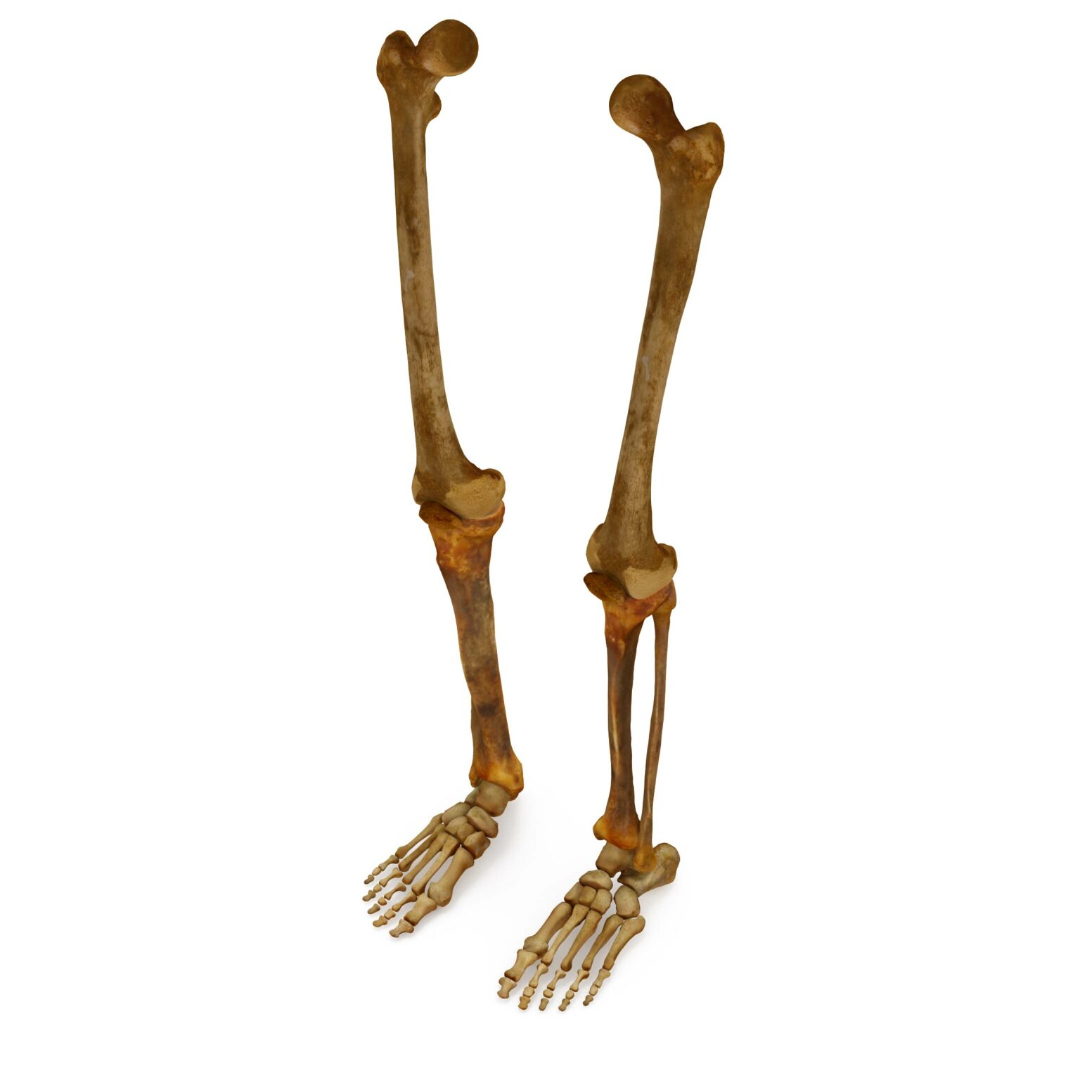 Human leg bones 3D Model - by Renderbot LLC