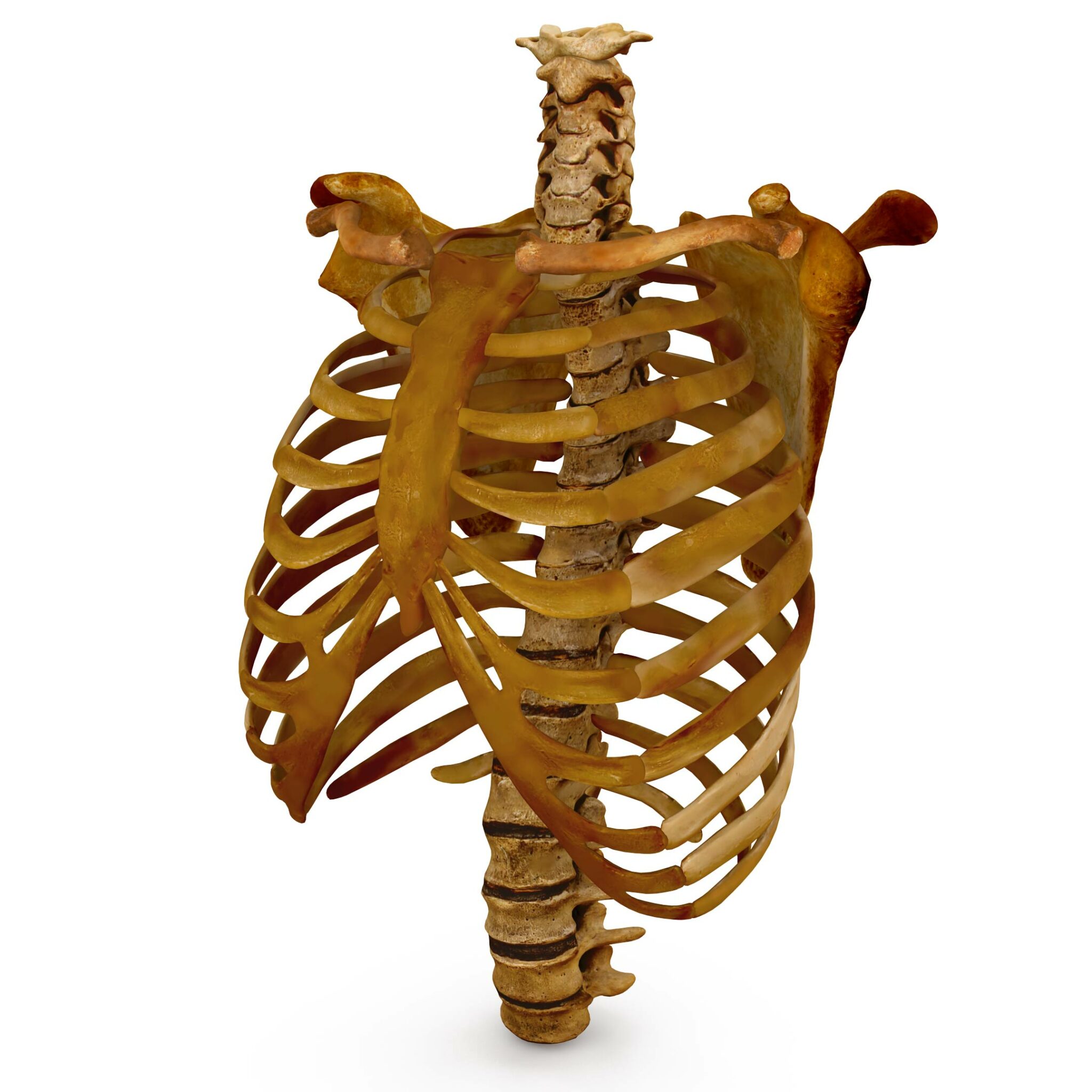 Anatomy 3D Models - by Renderbot LLC