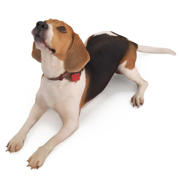 3d dogs - lying colletion - scanned 3d models - Renderbot