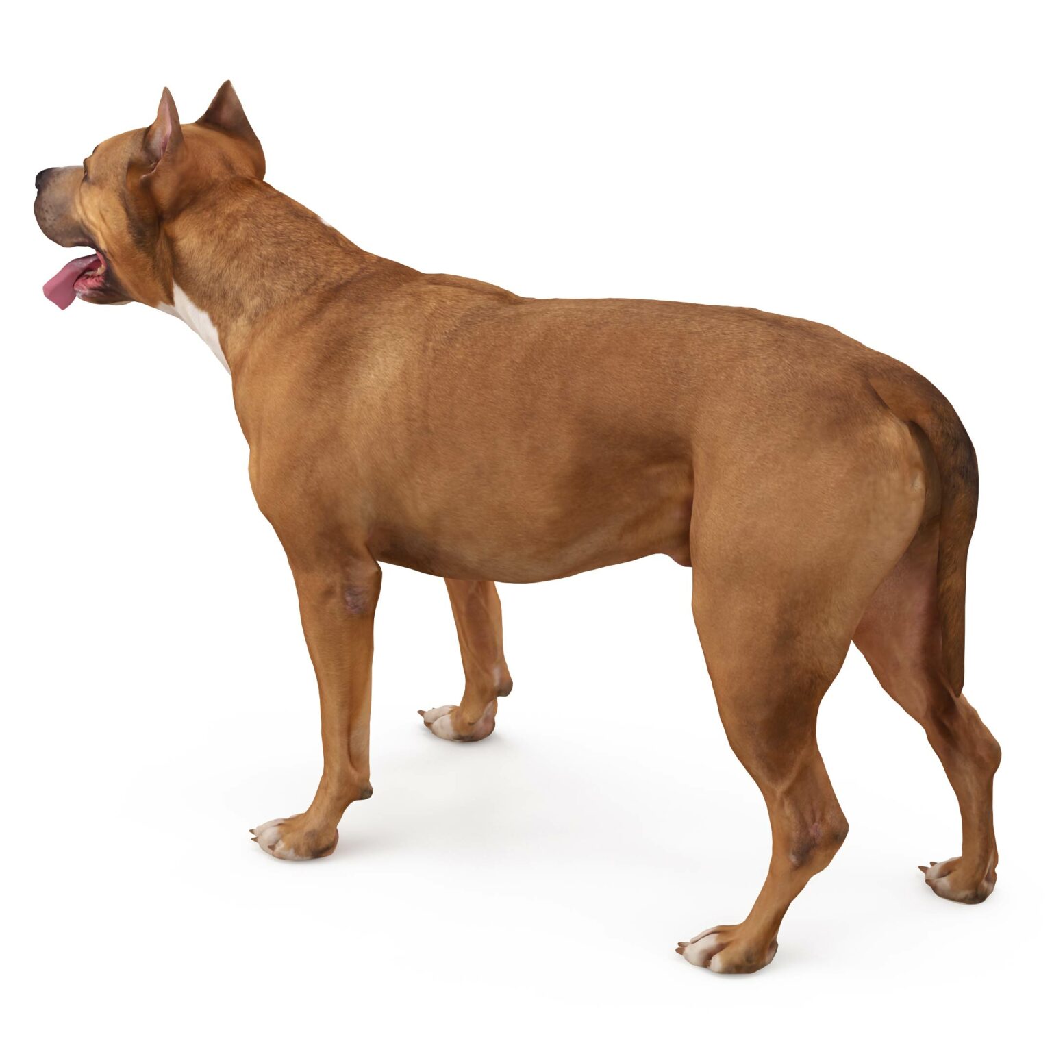 3d Child and 3d dogs collection x4 3d models - Renderbot