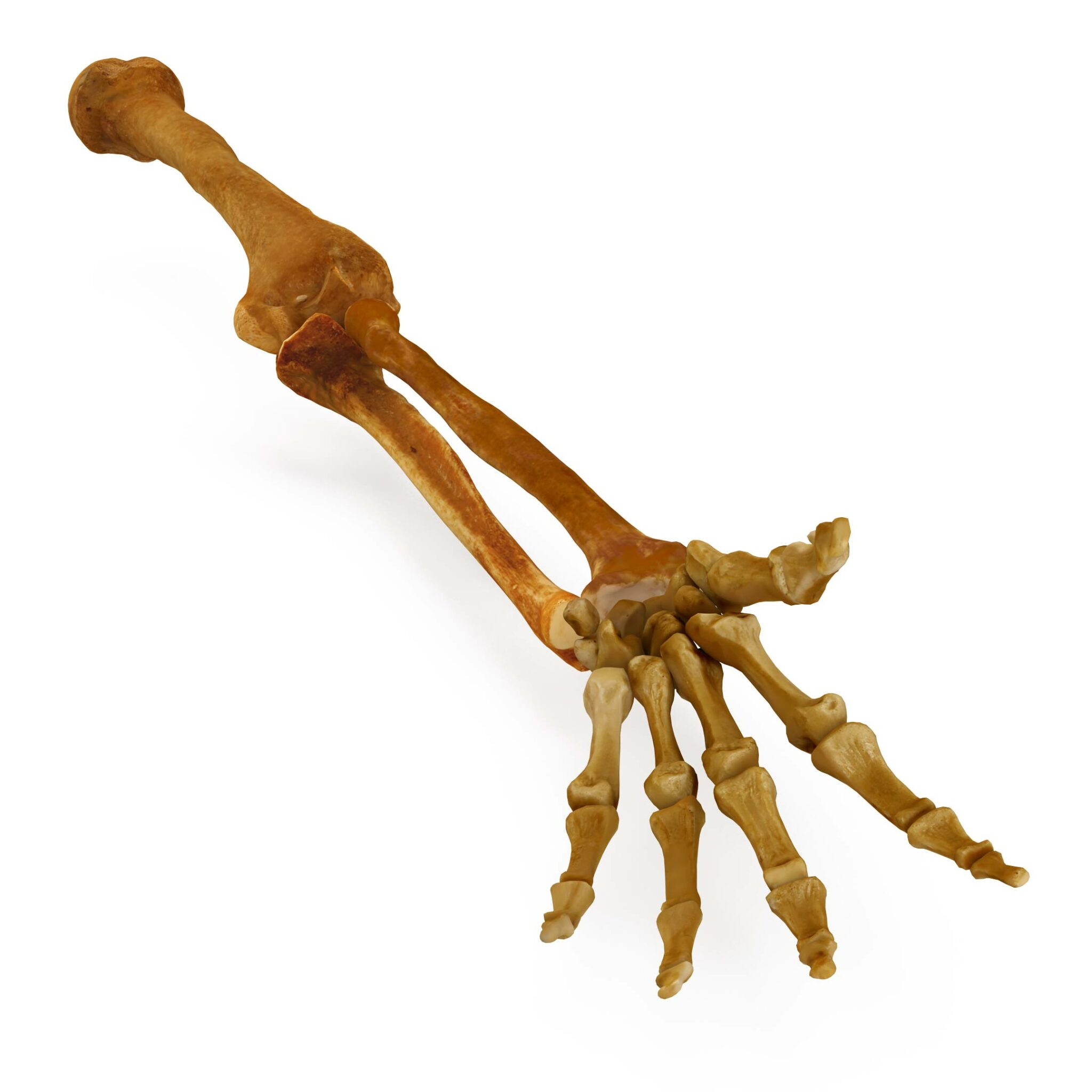 Human arm bones 3D Model - by Renderbot LLC