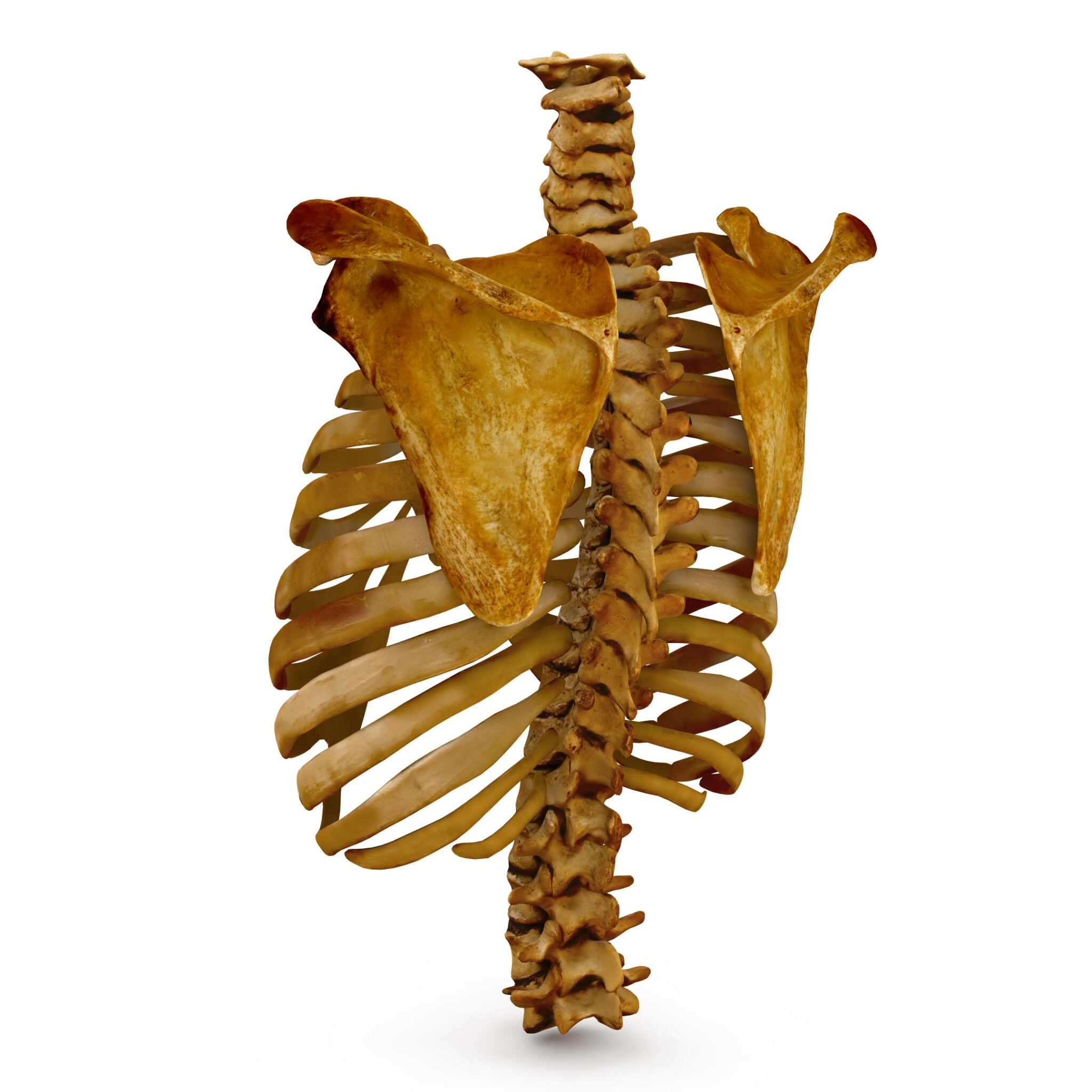 Human Spine Bones 3D Model By Renderbot LLC