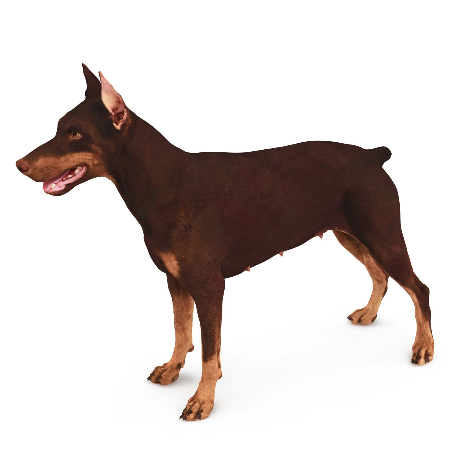 Doberman Standing 3D Model - by Renderbot LLC