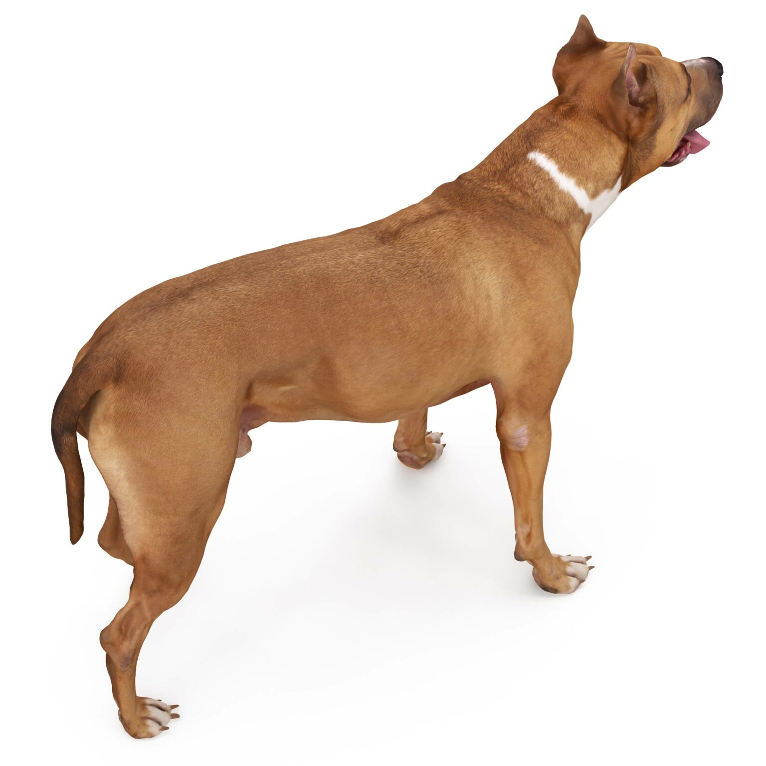 3d Child and 3d dogs collection x4 3d models - Renderbot