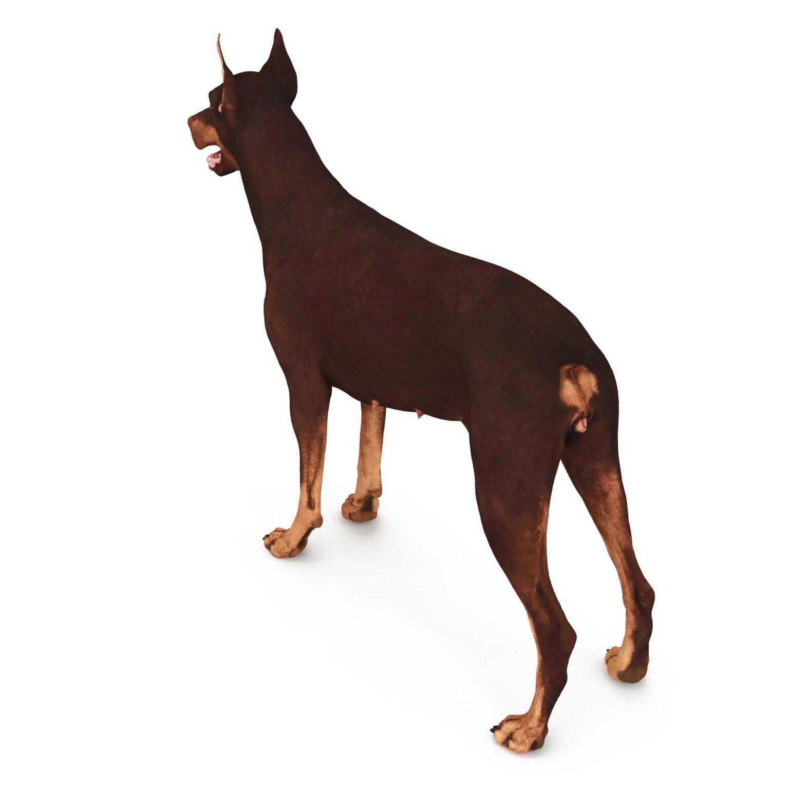 Doberman Standing 3D Model - by Renderbot LLC