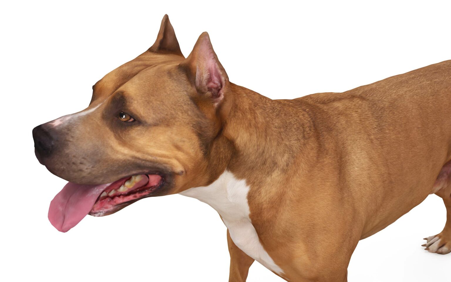 Staffordshire terrier standing 3D Model - by Renderbot LLC
