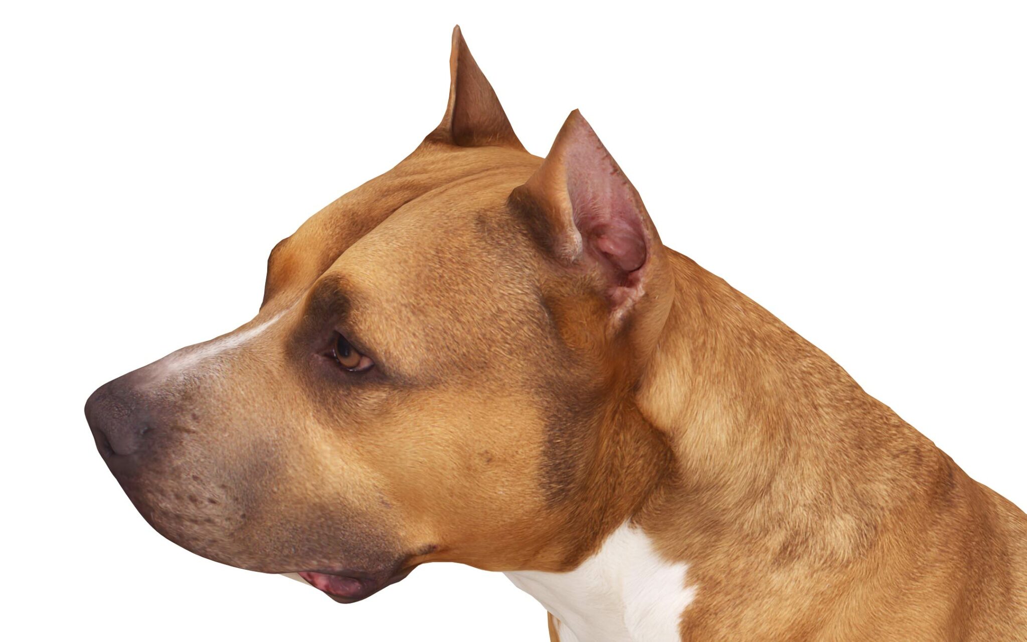 Staffordshire terrier 3d dog collection x3 3d models - Renderbot