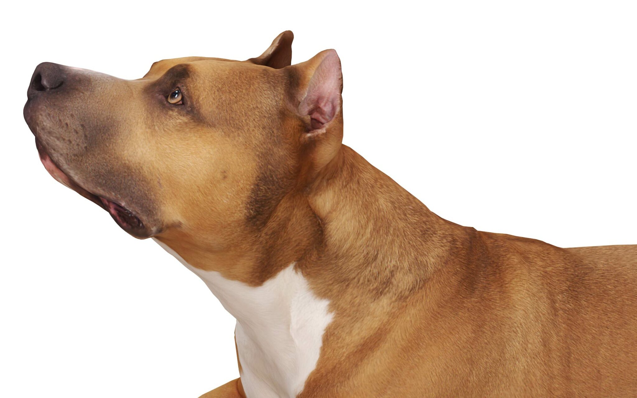 Staffordshire terrier 3d dog collection x3 3d models - Renderbot