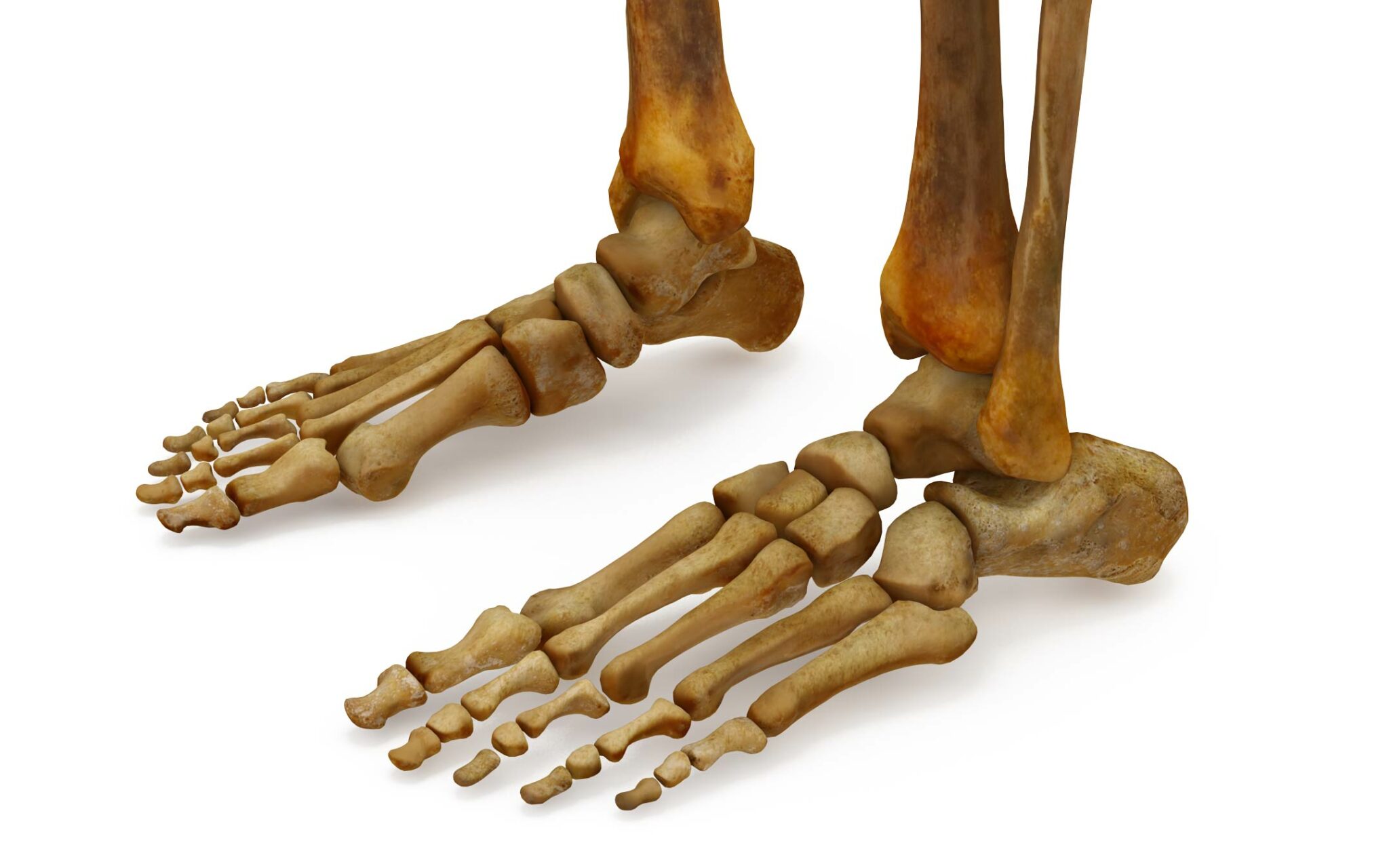 Human Leg Bones 3D Model By Renderbot LLC