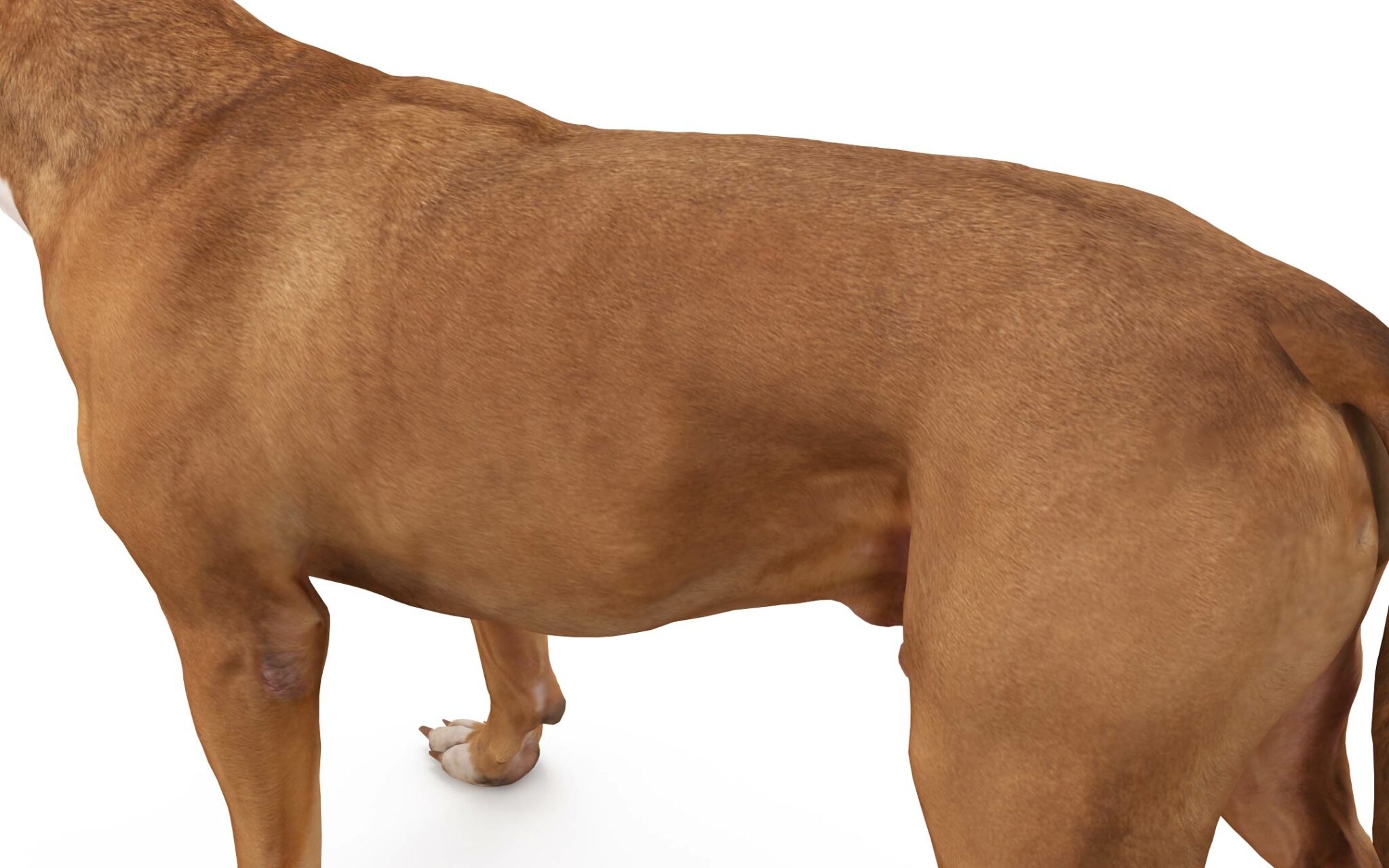 Staffordshire terrier standing 3D Model - by Renderbot LLC