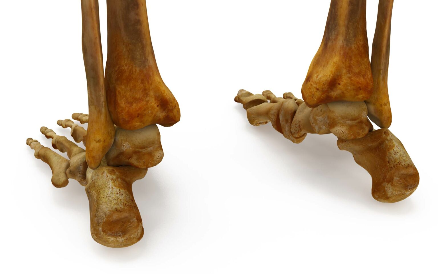 Human leg bones 3D Model - by Renderbot LLC