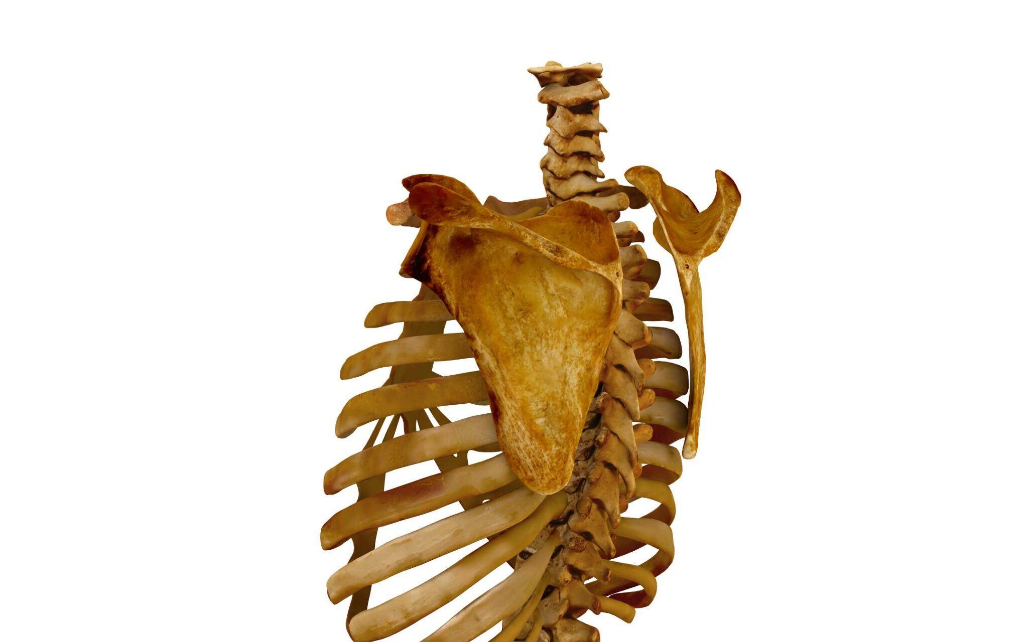 Human spine bones 3D Model - by Renderbot LLC