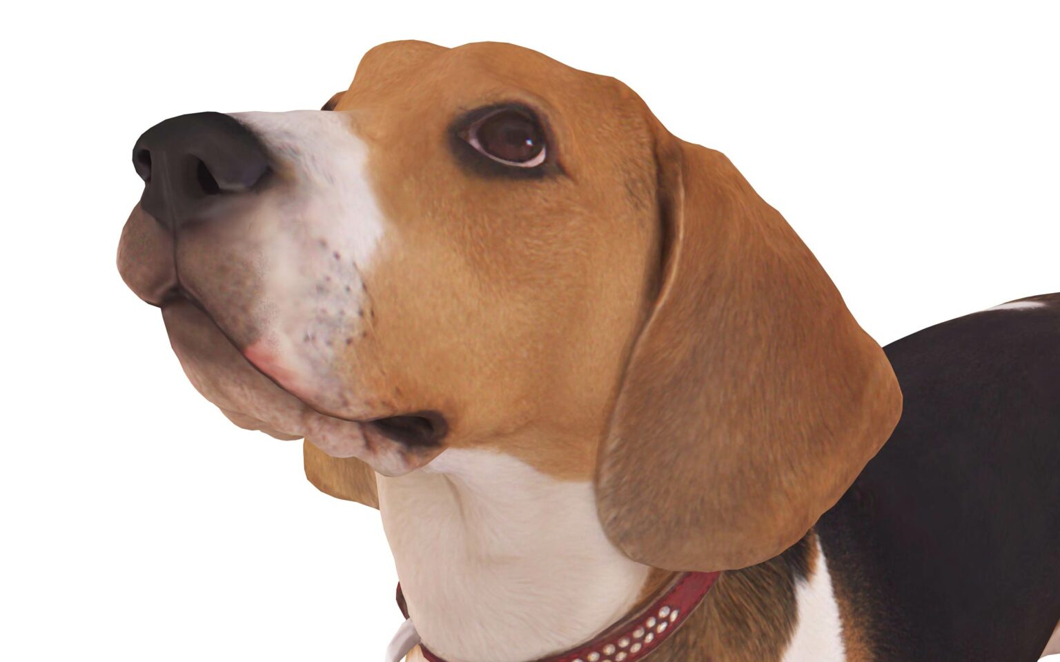 Beagle 3d dog collection 3d models - by Renderbot LLC