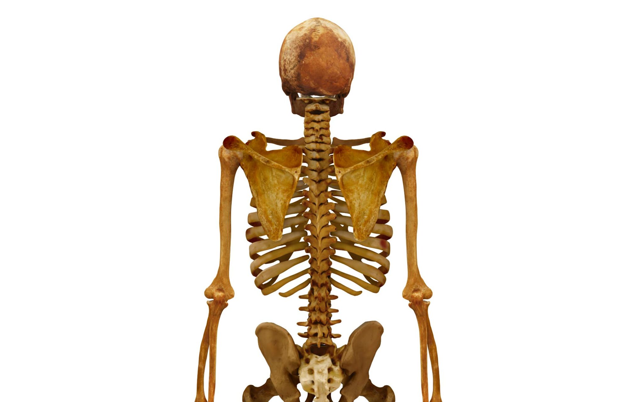 Skeletal system 3D Model - by Renderbot LLC