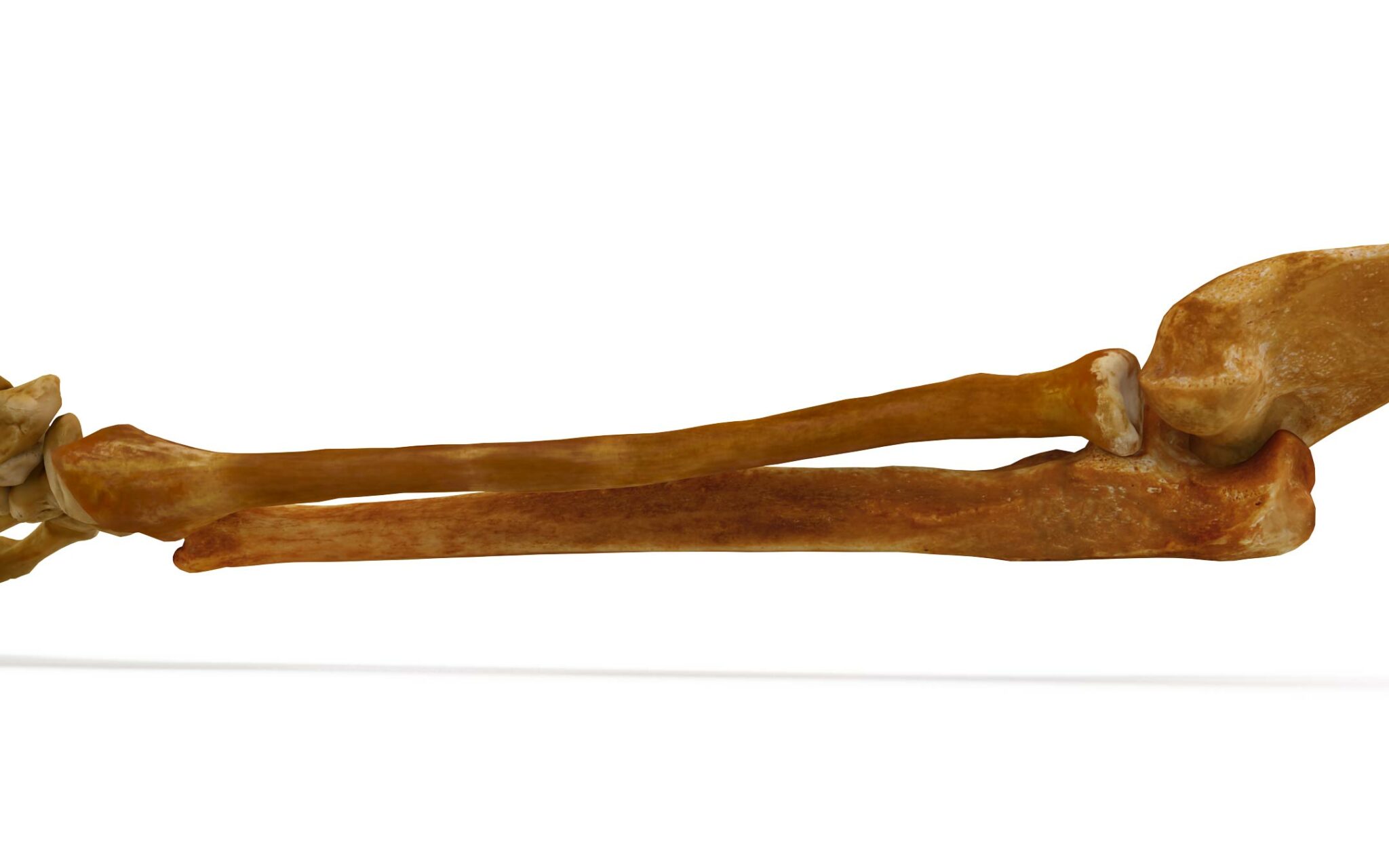 Human arm bones 3D Model - by Renderbot LLC