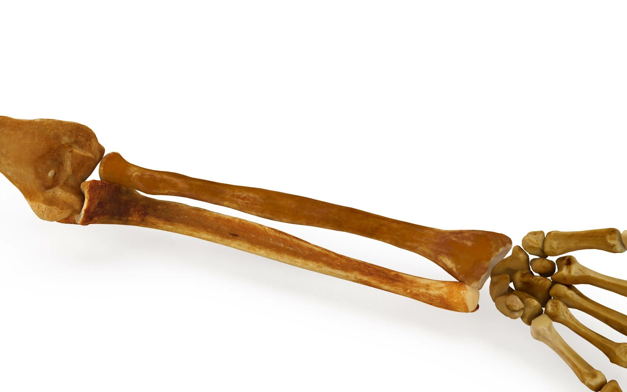 Human arm bones 3D Model - by Renderbot LLC