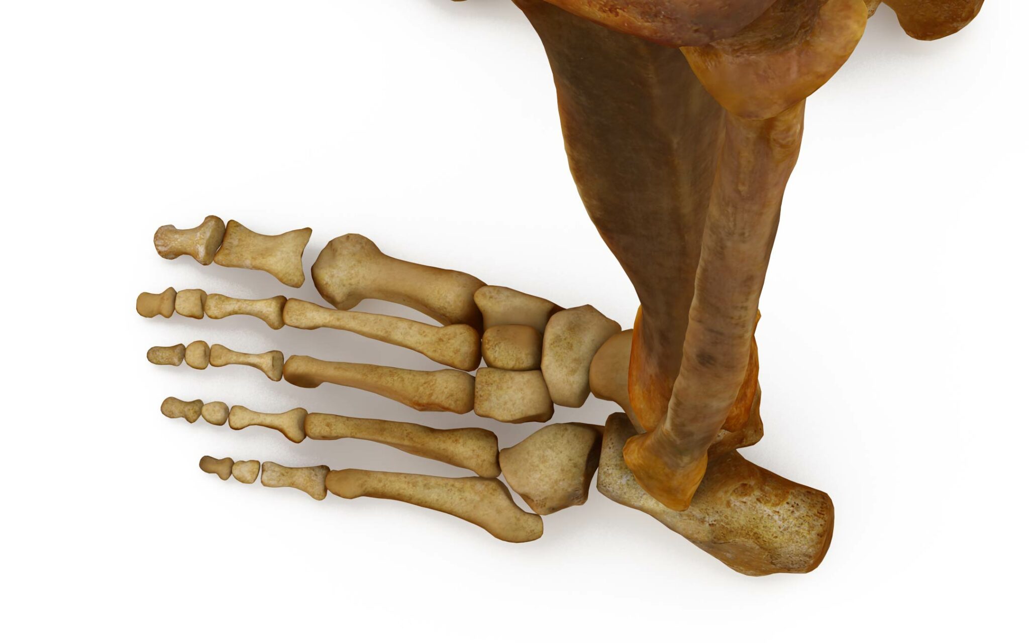 Human leg bones 3D Model - by Renderbot LLC