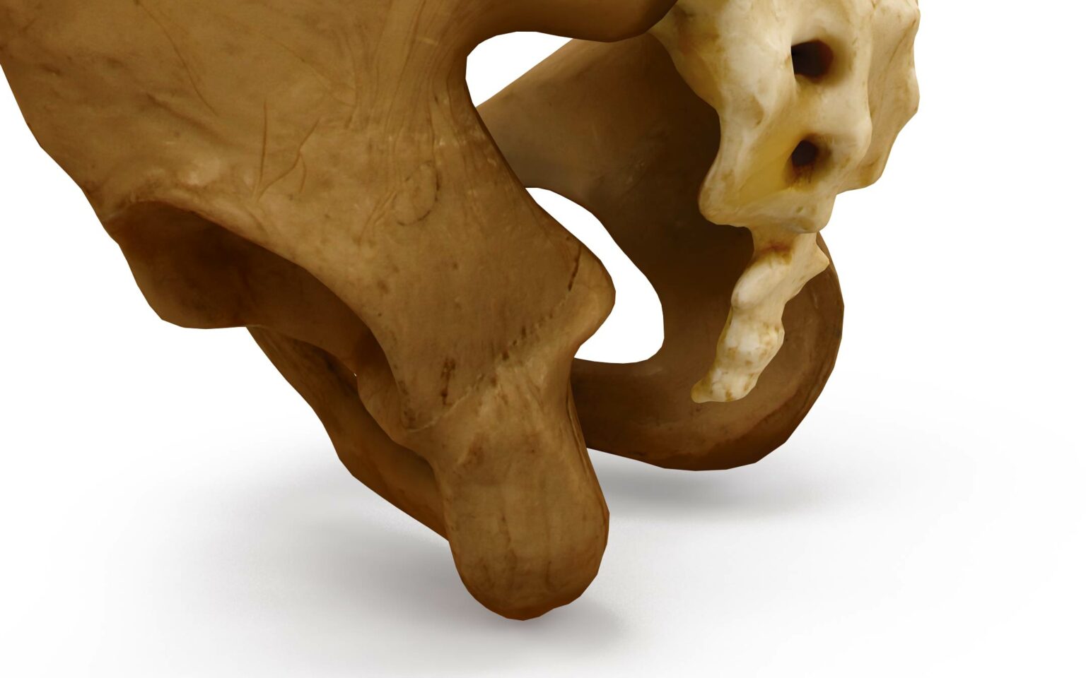 Human hip bones 3D Model - by Renderbot LLC