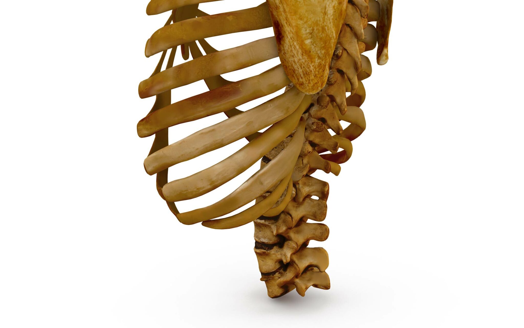 Human spine bones 3D Model - by Renderbot LLC