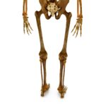 Skeletal system 3D Model - by Renderbot LLC