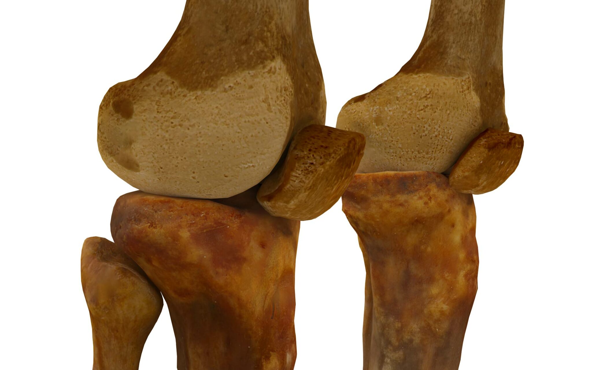 Human leg bones 3D Model - by Renderbot LLC