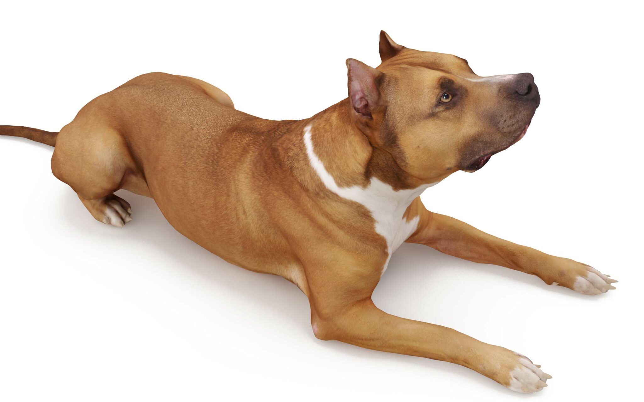 Staffordshire terrier lying 3D Model - by Renderbot LLC