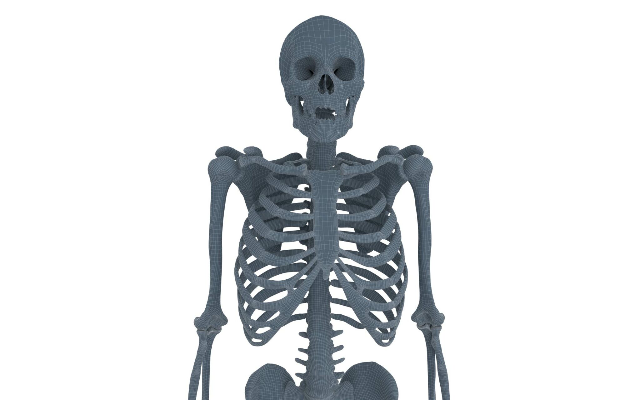 Skeletal system 3D Model - by Renderbot LLC