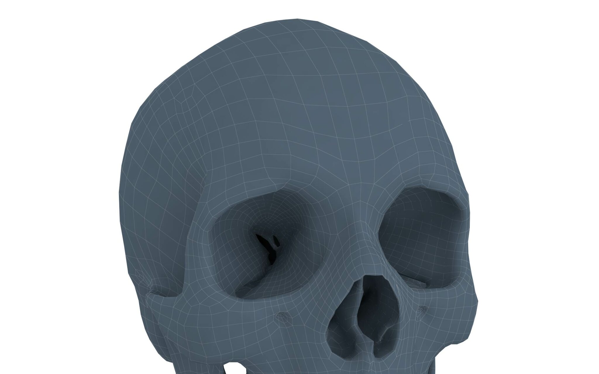 Human skull 3D Model - by Renderbot LLC