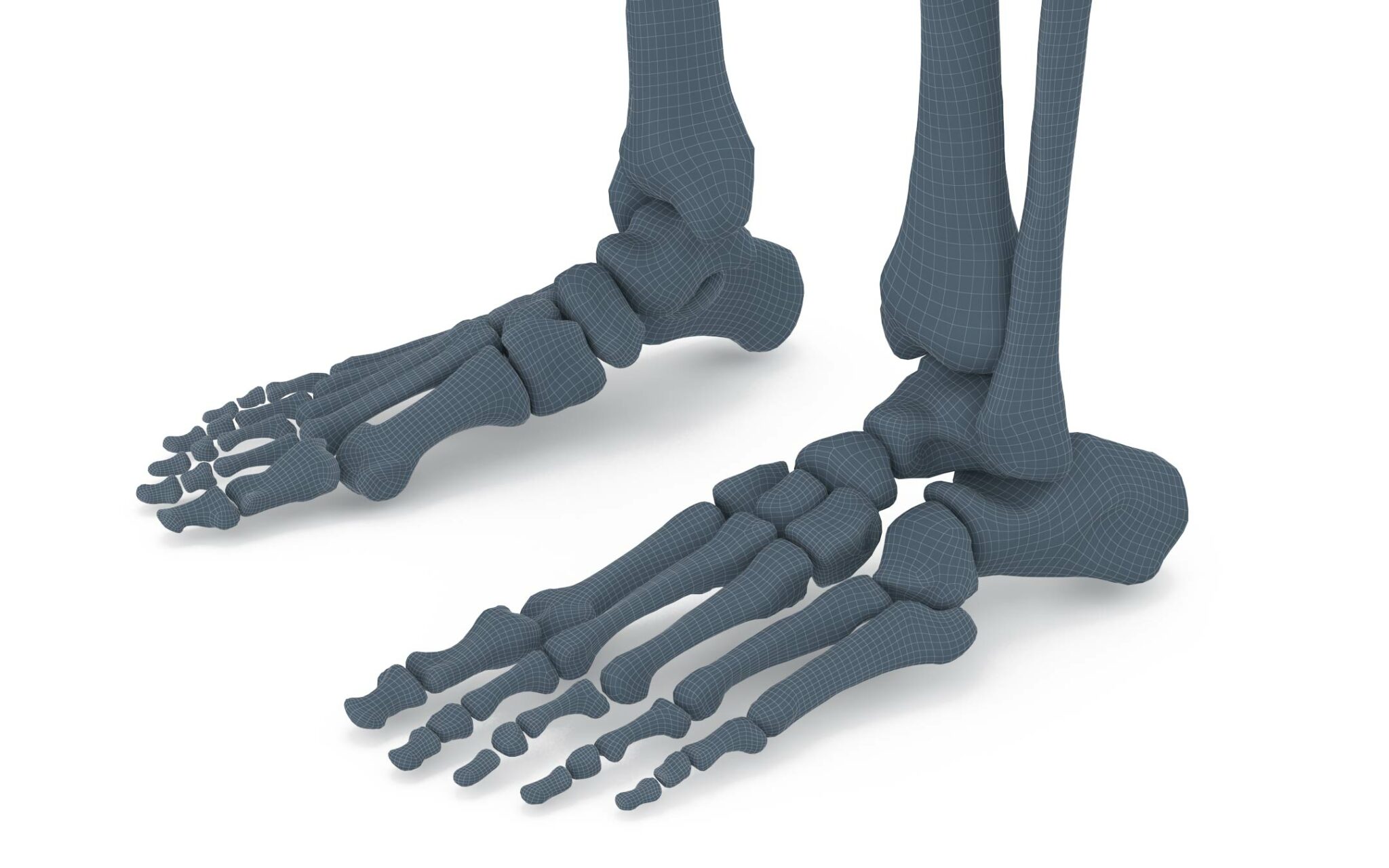Human leg bones 3D Model - by Renderbot LLC