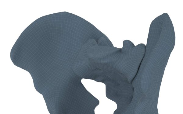 Human hip bones 3D Model - by Renderbot LLC