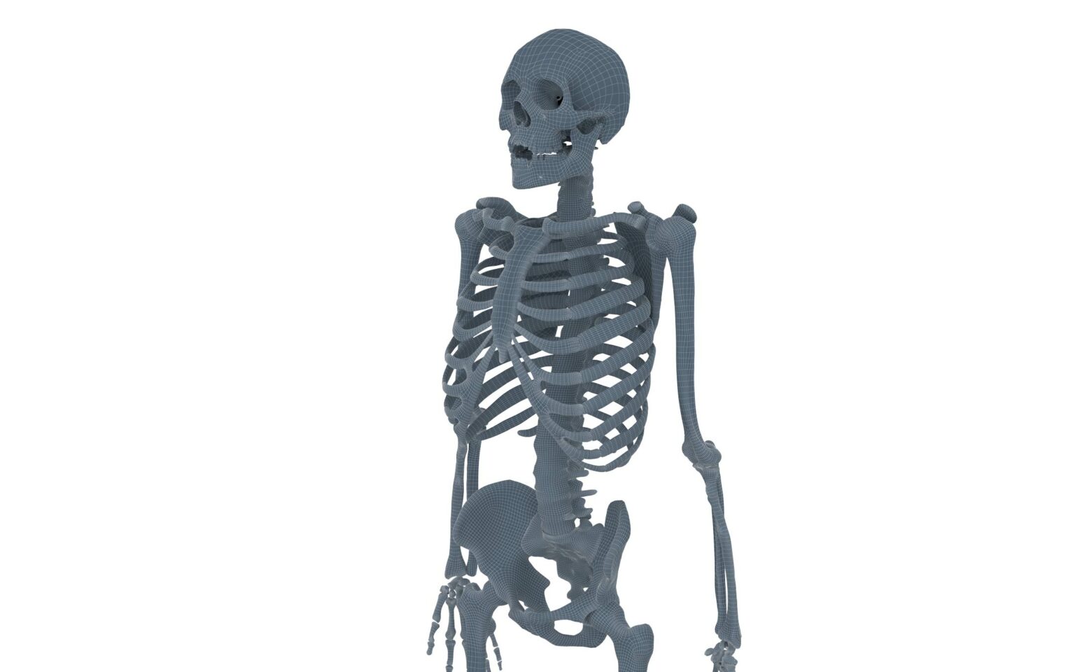 Skeletal system 3D Model - by Renderbot LLC