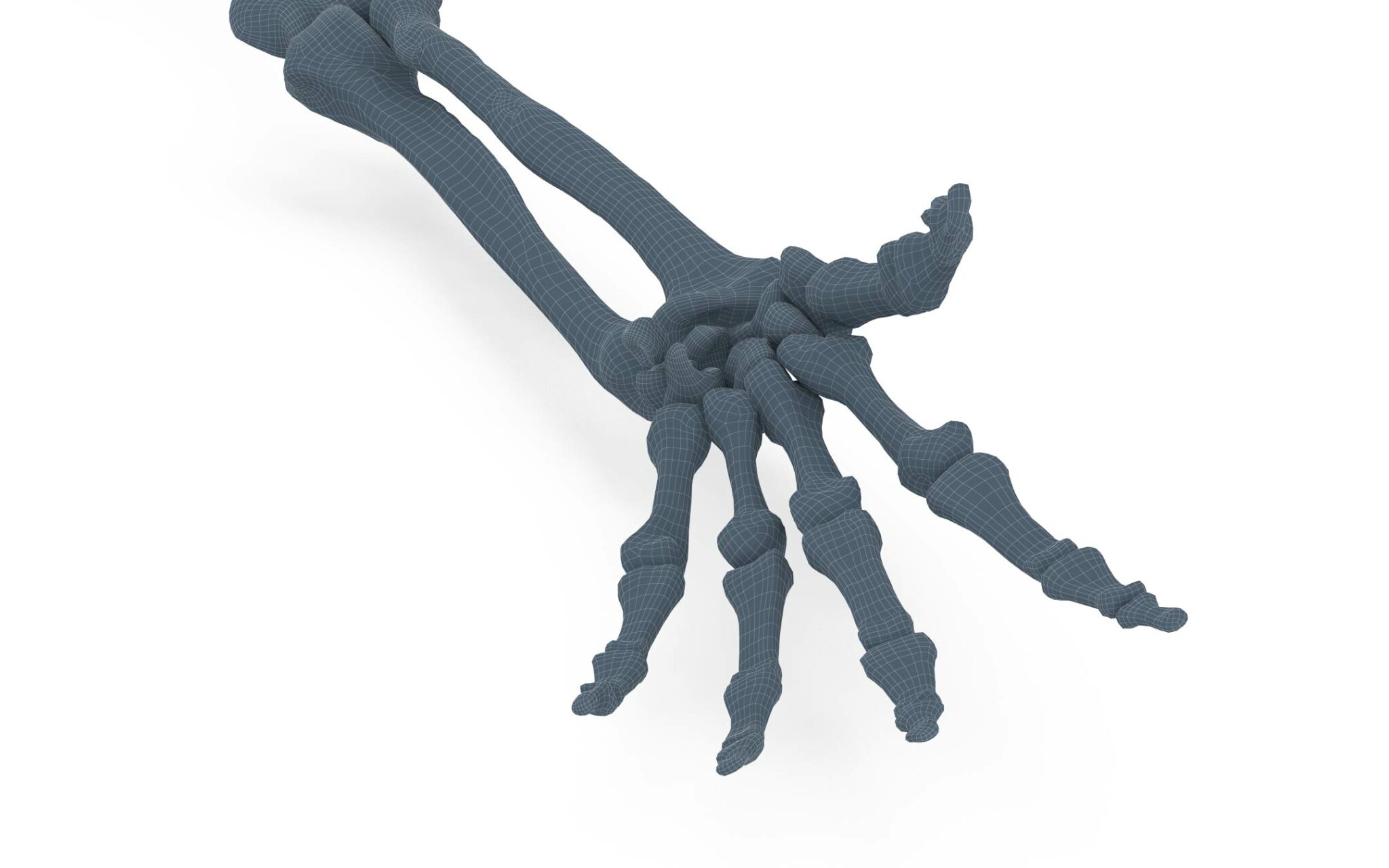 Human arm bones 3D Model - by Renderbot LLC