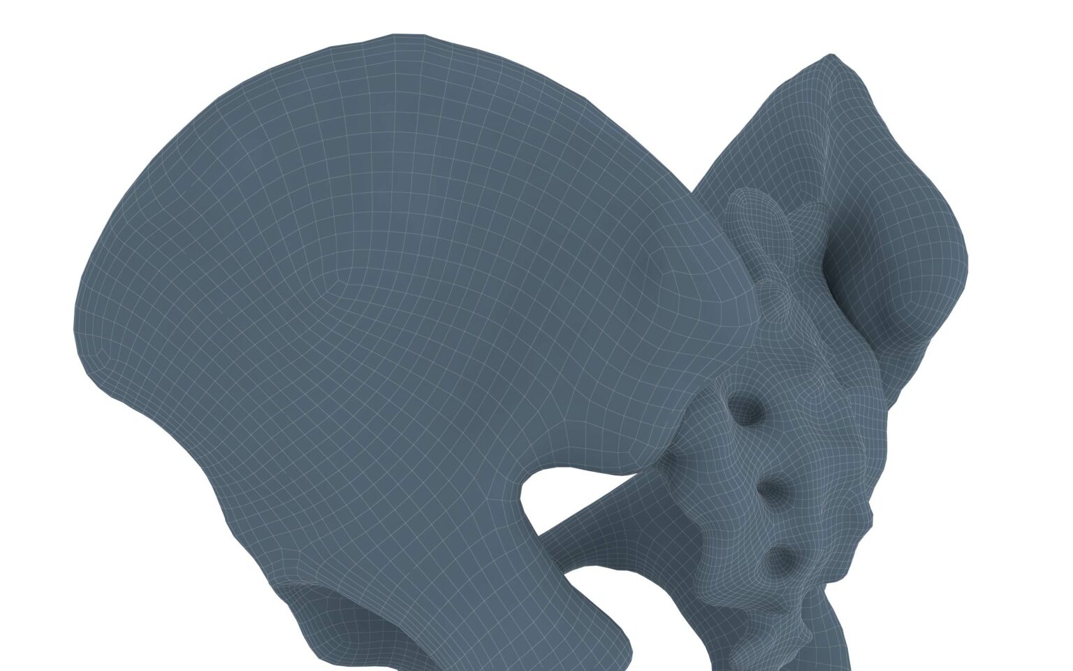 Human hip bones 3D Model - by Renderbot LLC