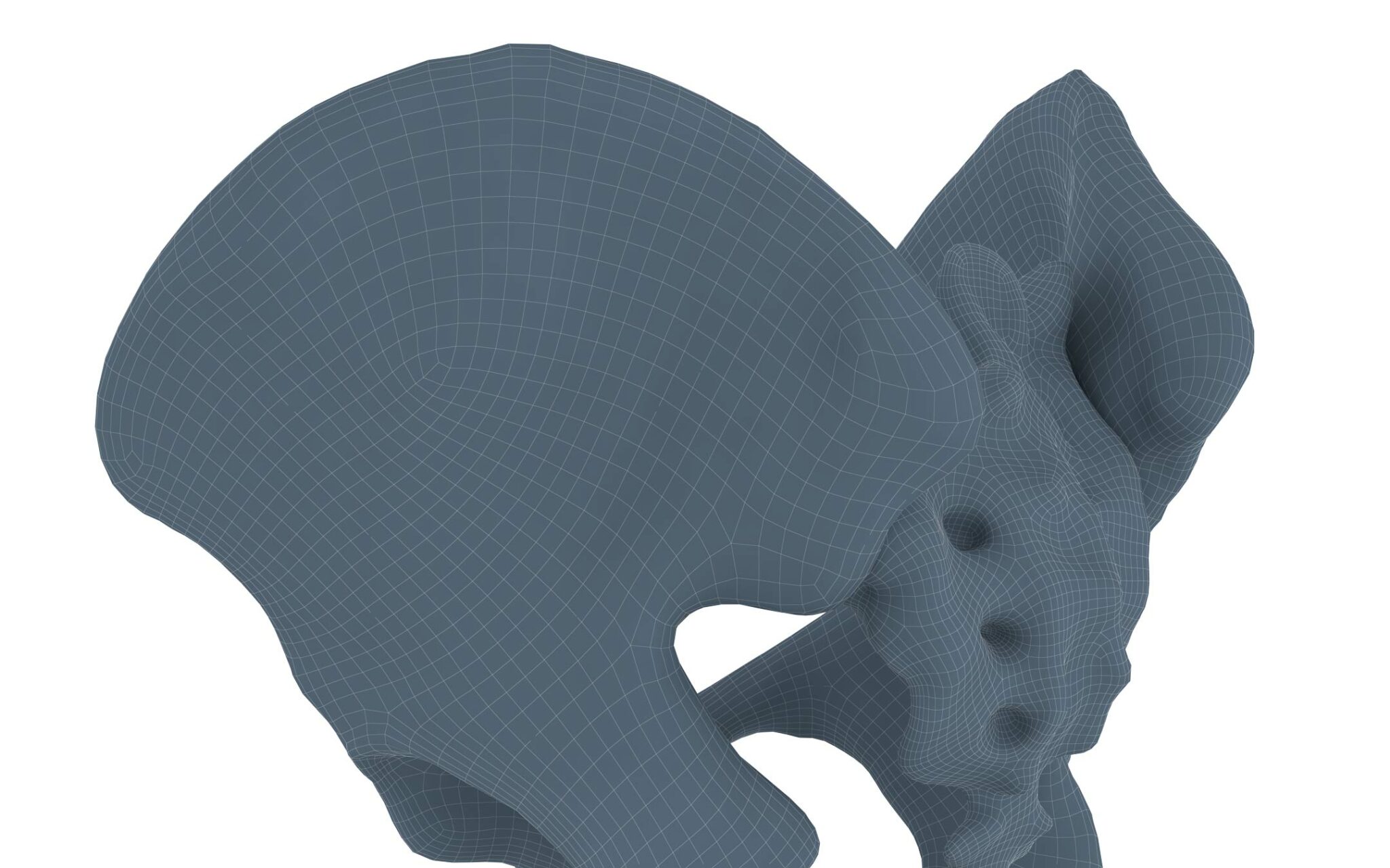 Human hip bones 3D Model - by Renderbot LLC