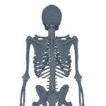 Skeletal system 3D Model - by Renderbot LLC