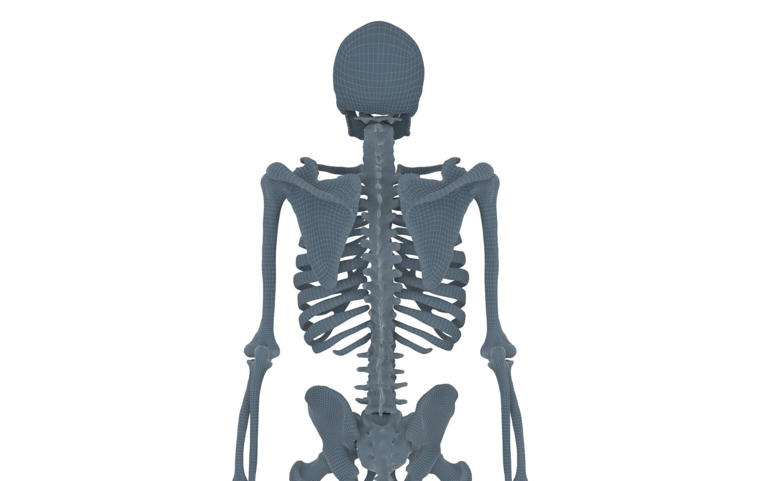 Skeletal system 3D Model - by Renderbot LLC