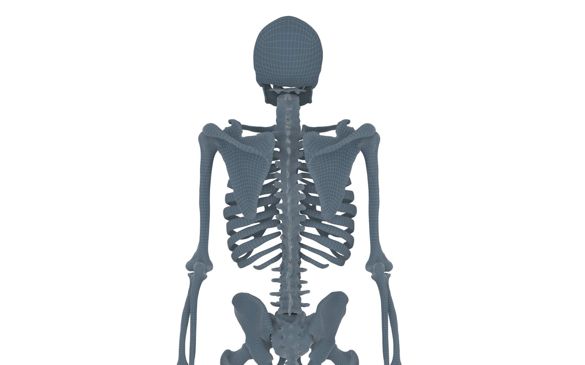 Skeletal system 3D Model - by Renderbot LLC