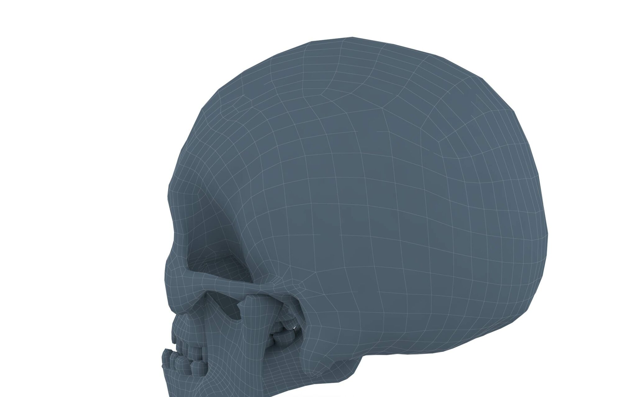 Human skull 3D Model - by Renderbot LLC