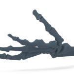 Human arm bones 3D Model - by Renderbot LLC