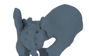 Human hip bones 3D Model - by Renderbot LLC