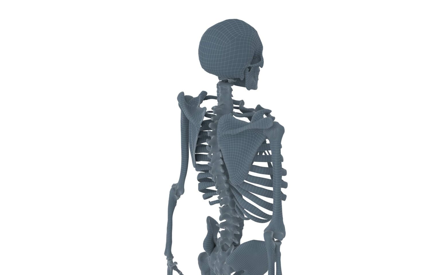 Skeletal system 3D Model - by Renderbot LLC