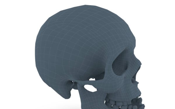 Human skull 3D Model - by Renderbot LLC