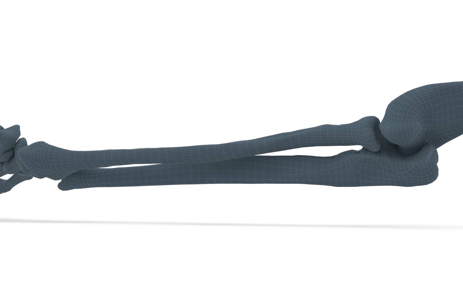 Human arm bones 3D Model - by Renderbot LLC