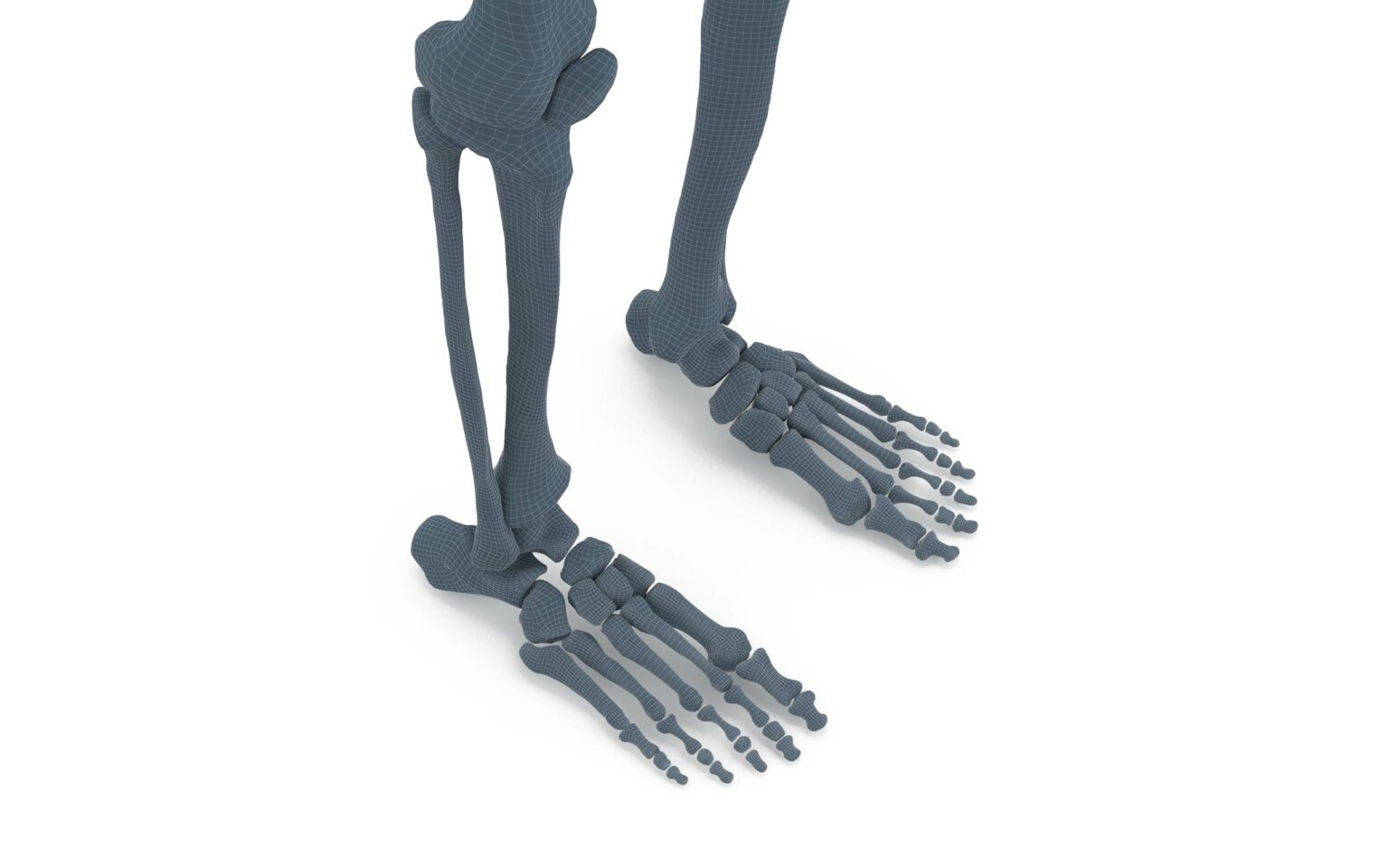 Human leg bones 3D Model - by Renderbot LLC