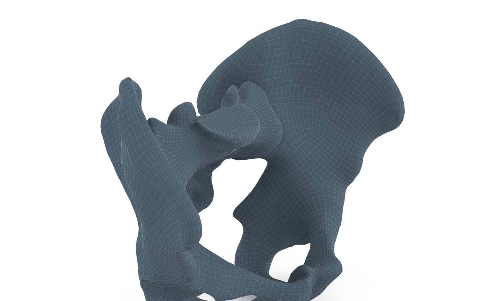 Human hip bones 3D Model - by Renderbot LLC