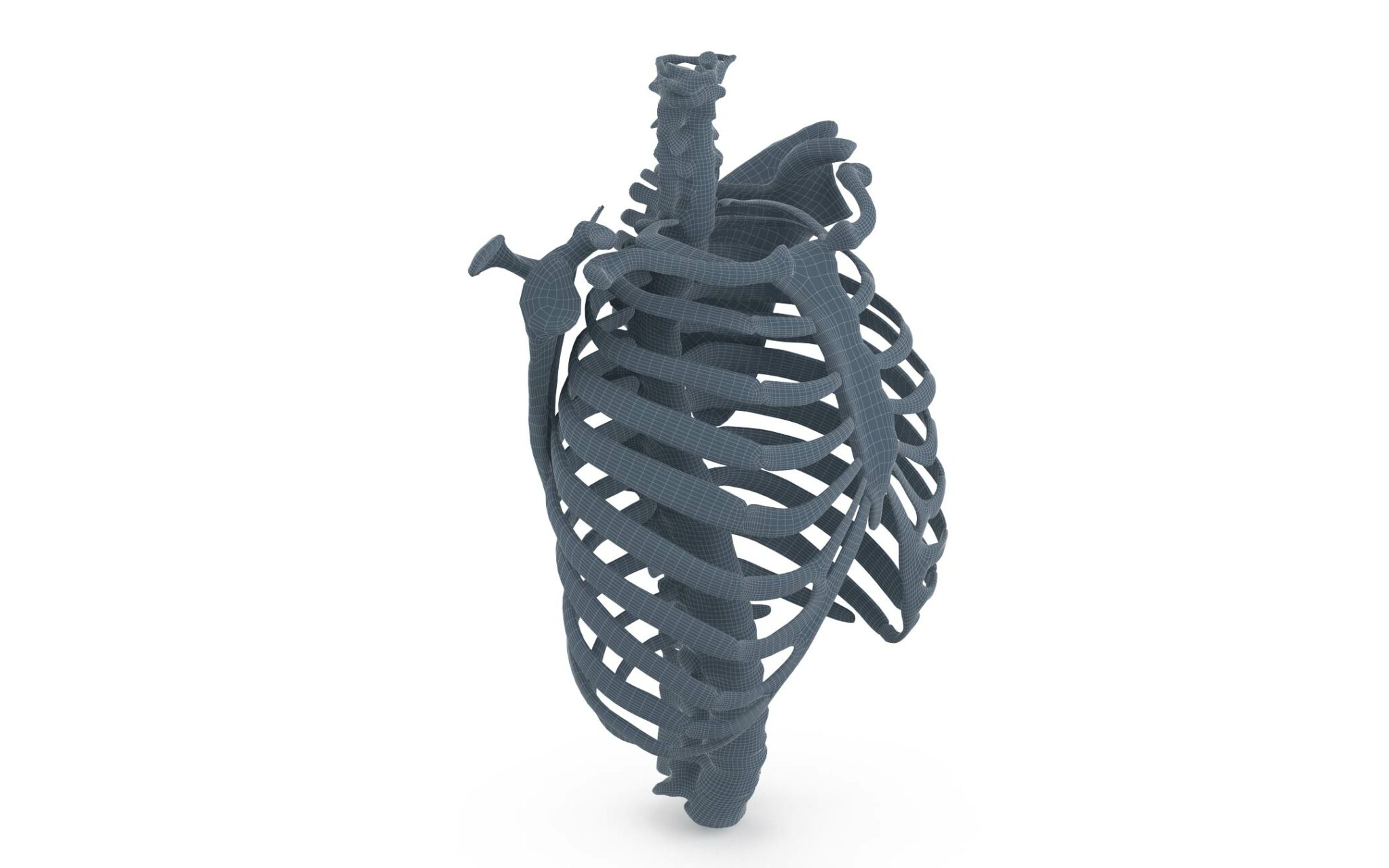 Human spine bones 3D Model - by Renderbot LLC